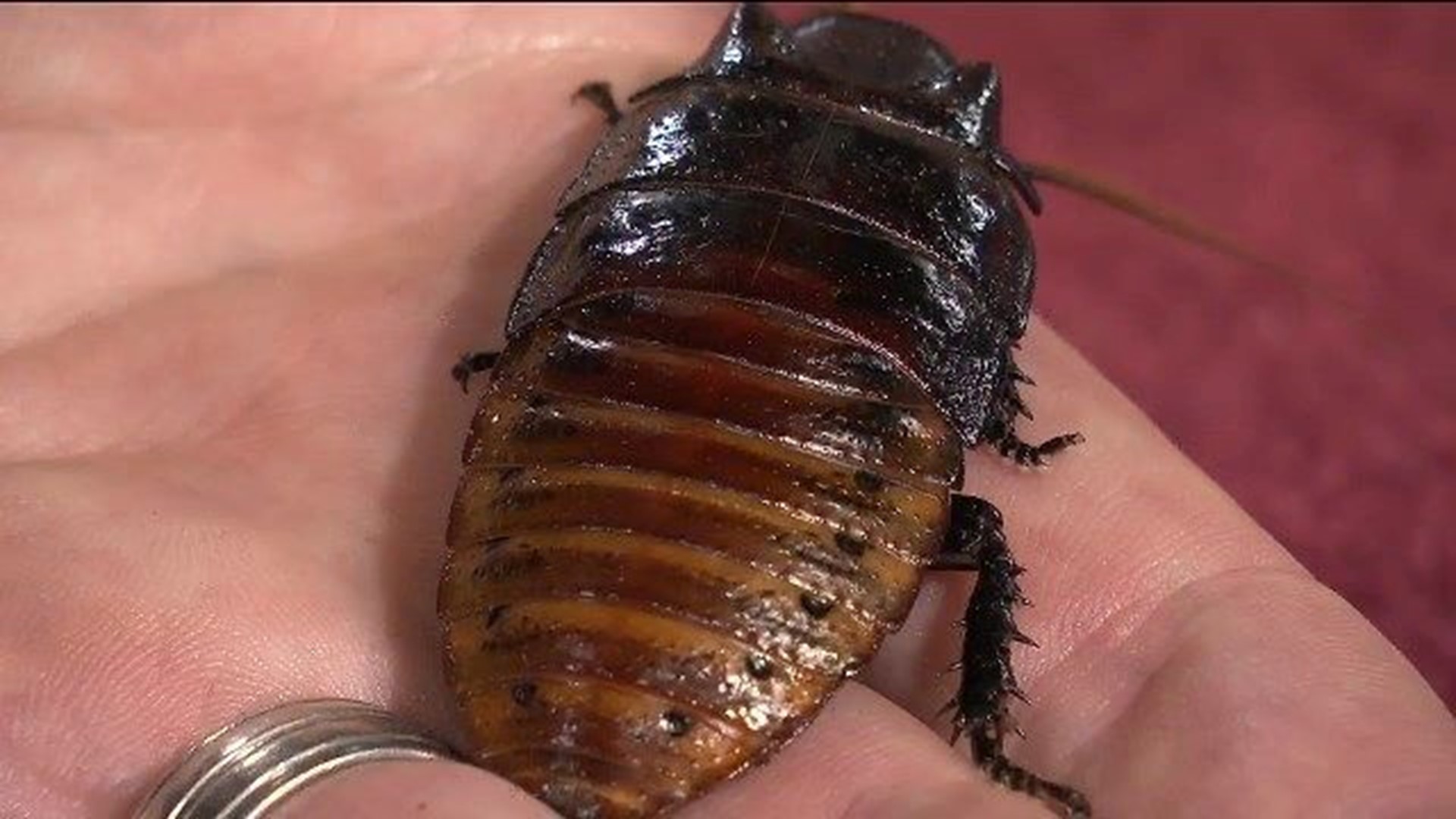 Zoo Day: Madagascan Hissing Cockroach | cbs8.com