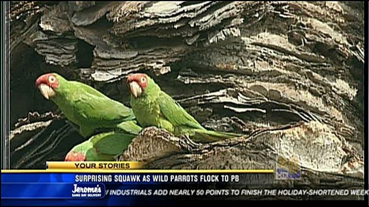 Surprising squawk as wild parrots flock to Pacific Beach | cbs8.com