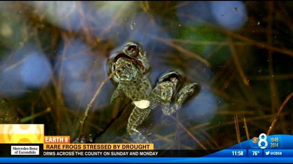 Rare frogs stressed by drought | cbs8.com