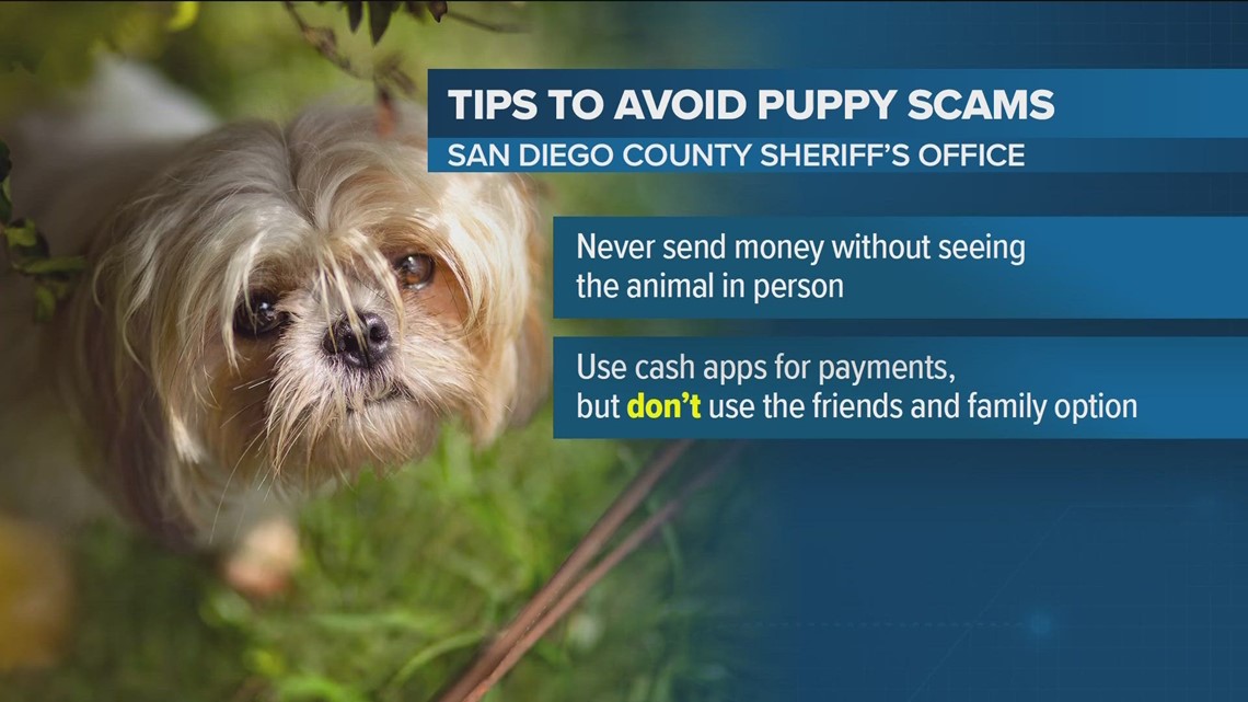 San Diego County Facebook puppy scam | cbs8.com