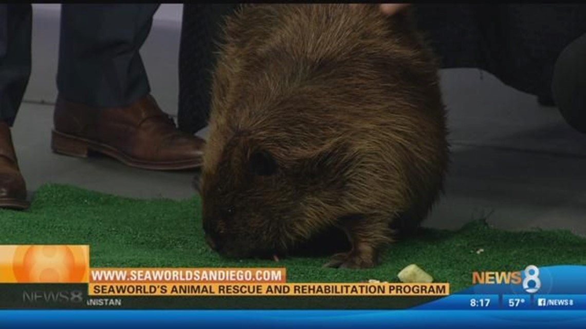 SeaWorld's animal rescue and rehabilitation program | cbs8.com