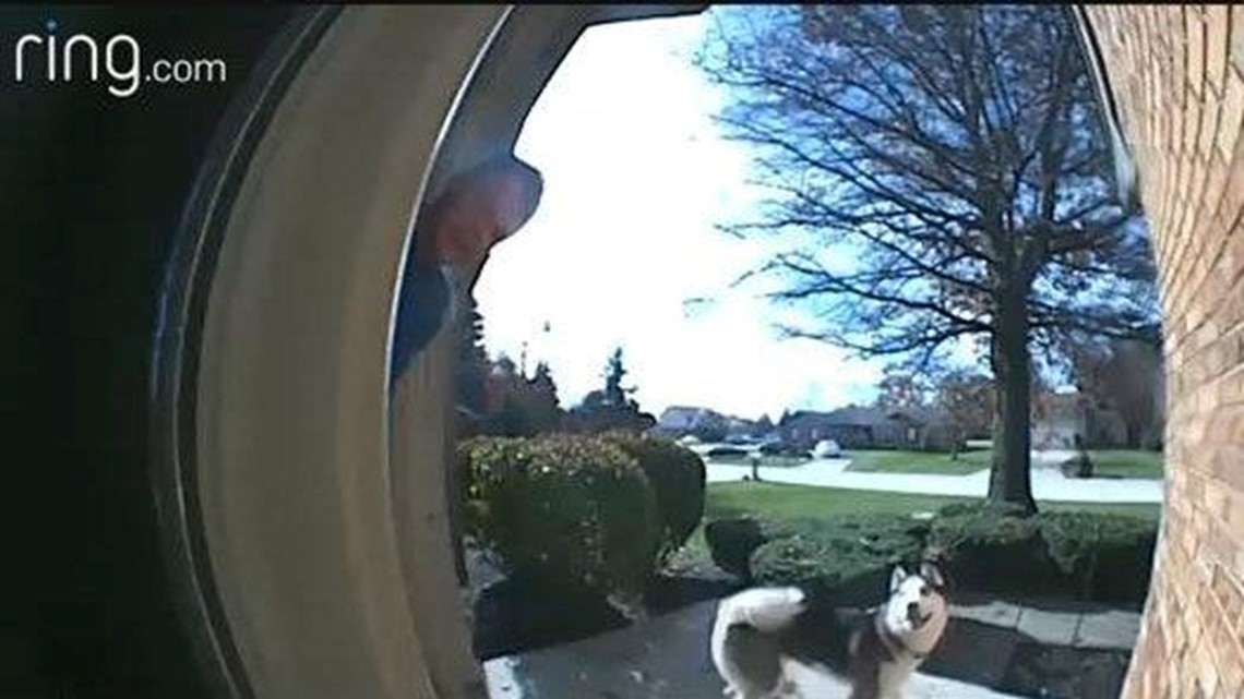 ‘Ring’ cameras capture animals in action | cbs8.com