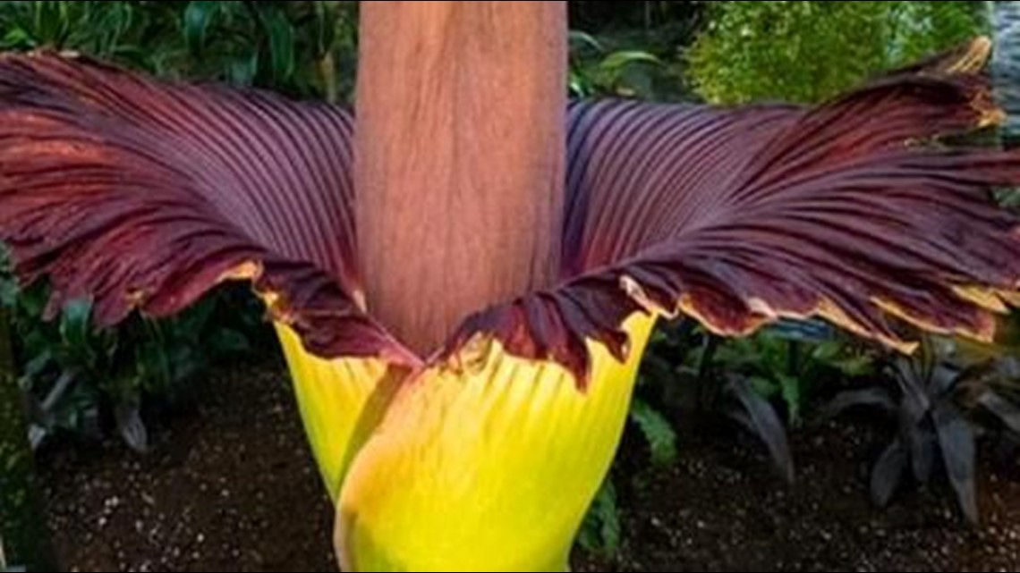 Corpse Flower: Catch a whiff of its putrid bloom before it's too late ...