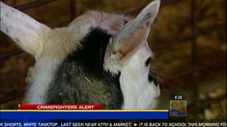 Postponed: Preliminary hearing for suspected goat thief | cbs8.com