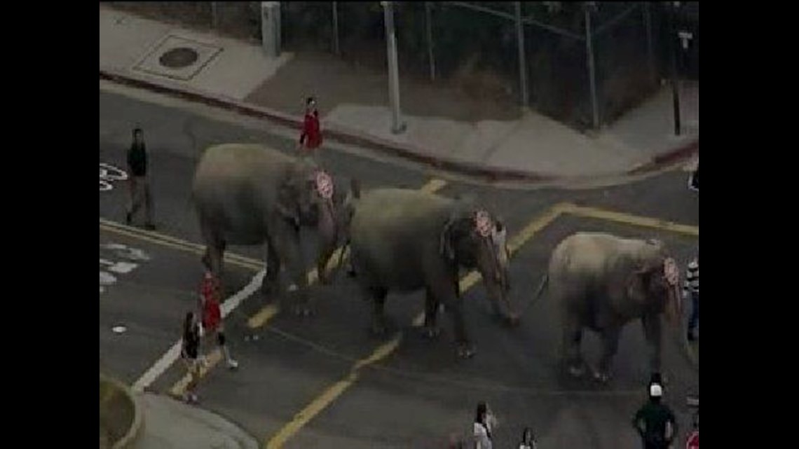 Ringling Bros. Circus elephants march to Sports Arena | cbs8.com