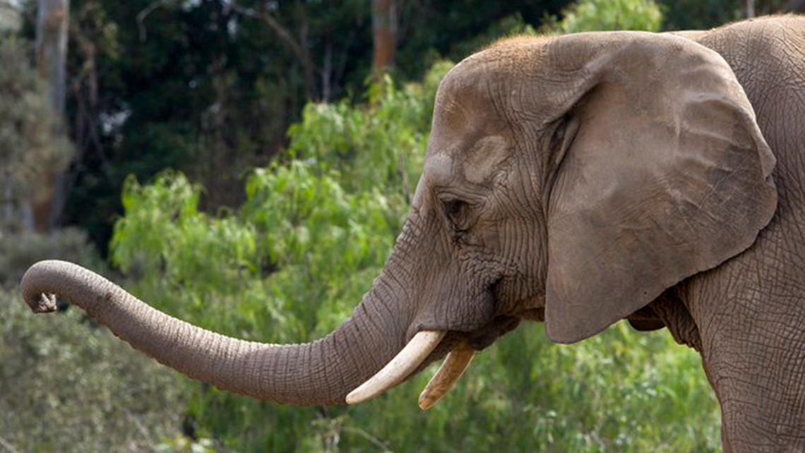 San Diego Zoo announces death of 48-year-old elephant Tembo | cbs8.com