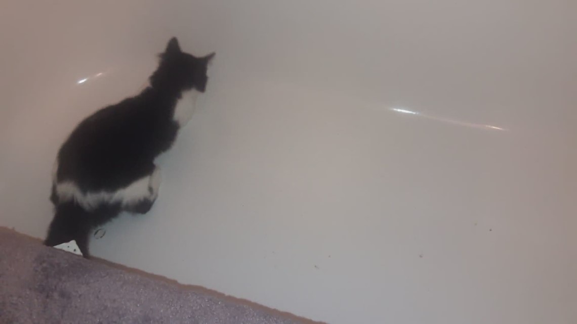 Anna the "Pinball Wizard" | cbs8.com