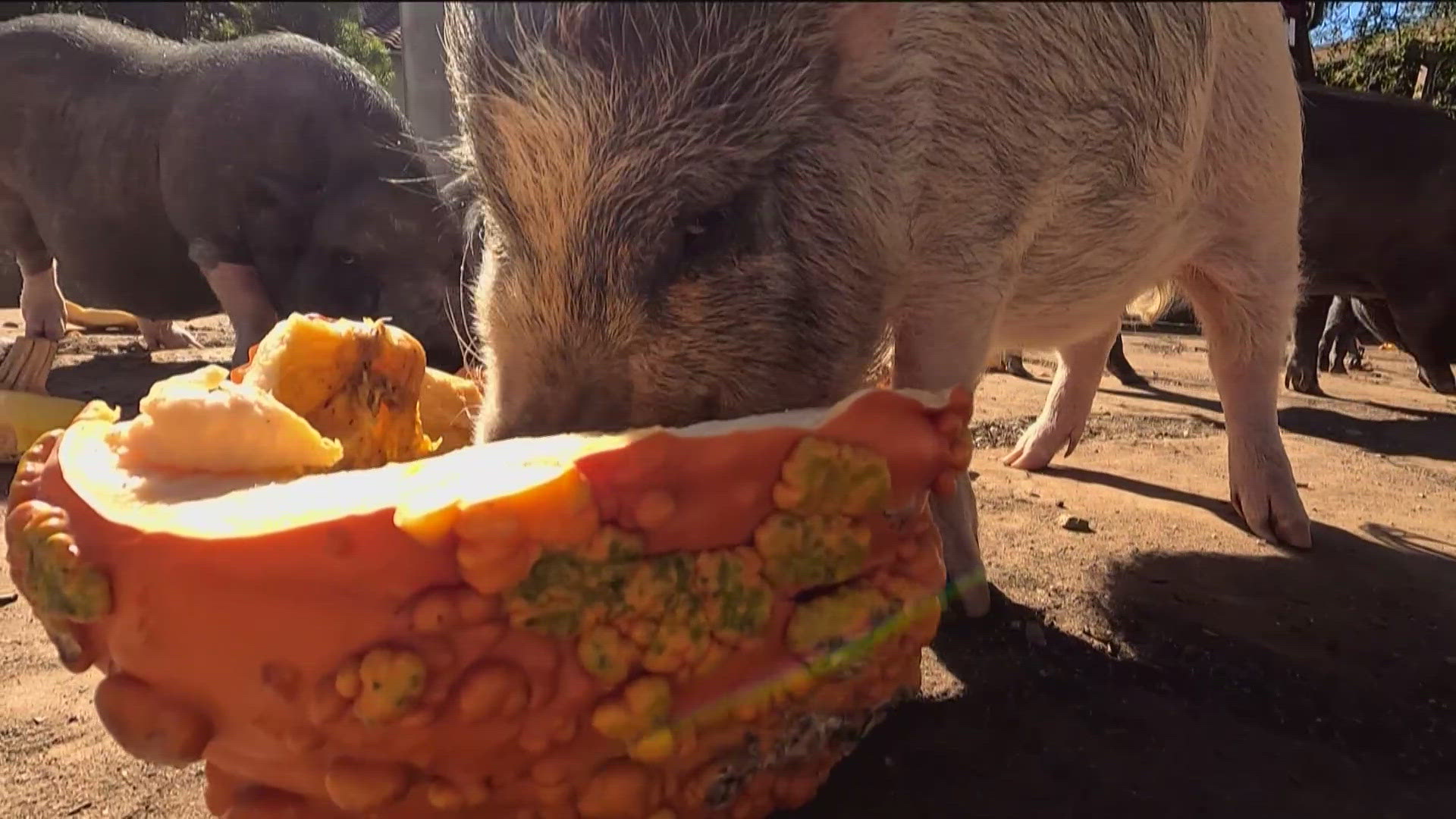 San Diego woman turns post-holiday pumpkins into nutritious meals for ...