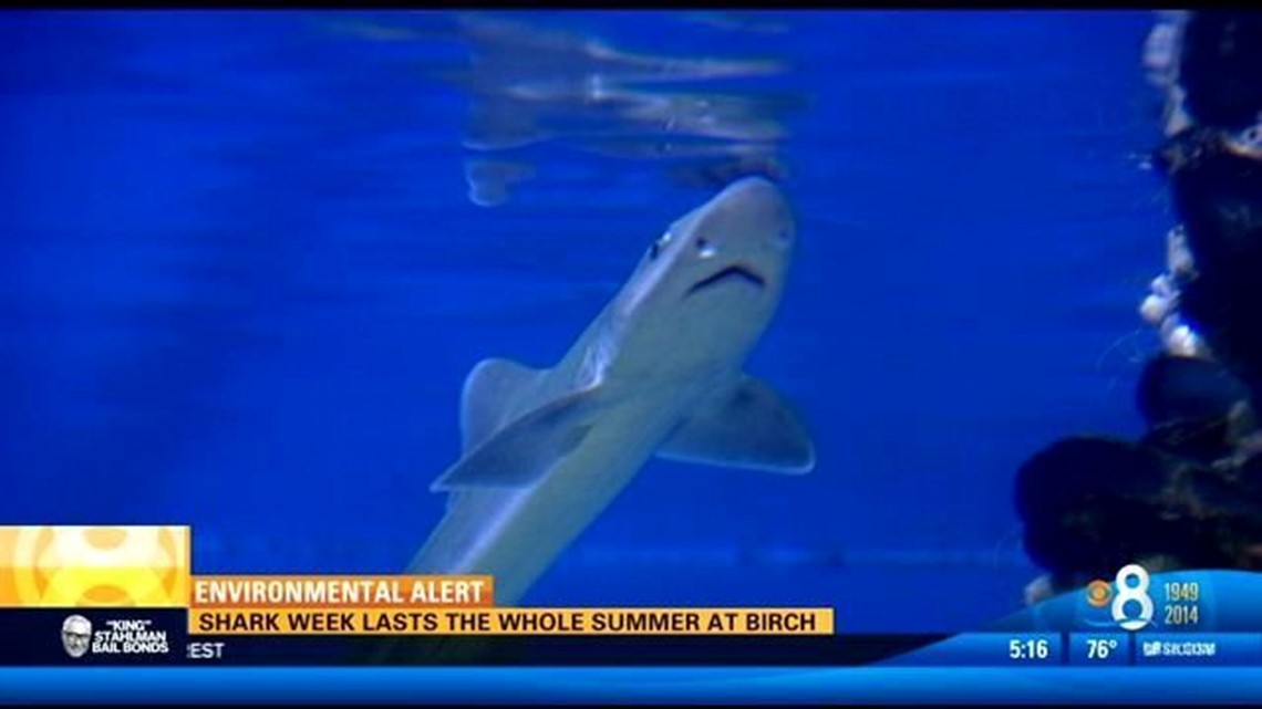 Shark Week lasts all summer long at Birch Aquarium | cbs8.com