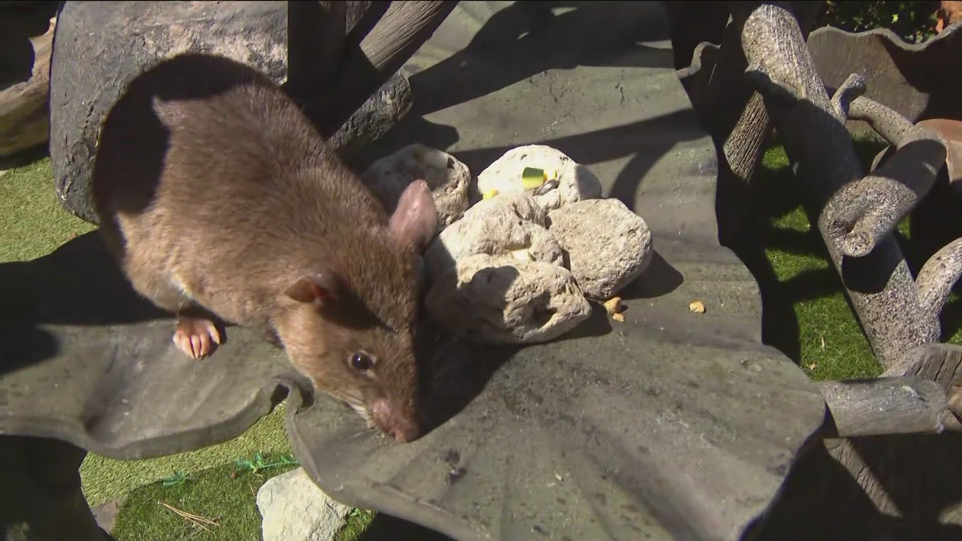 How you can view the giant pandas at San Diego Zoo | cbs8.com