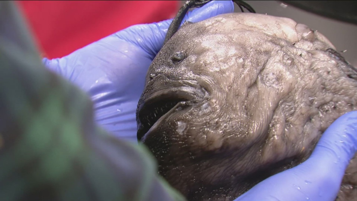 Rare, deep-sea anglerfish washes ashore in Carlsbad | cbs8.com