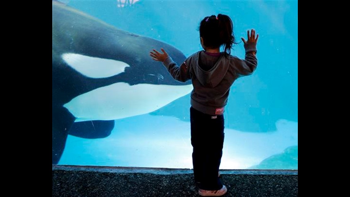 SeaWorld suspends worker accused of posing as PETA activist | cbs8.com