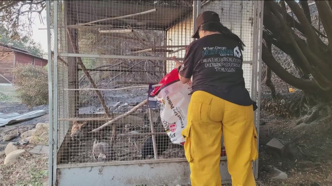 Checking in on animals in Eaton Fire zone | cbs8.com
