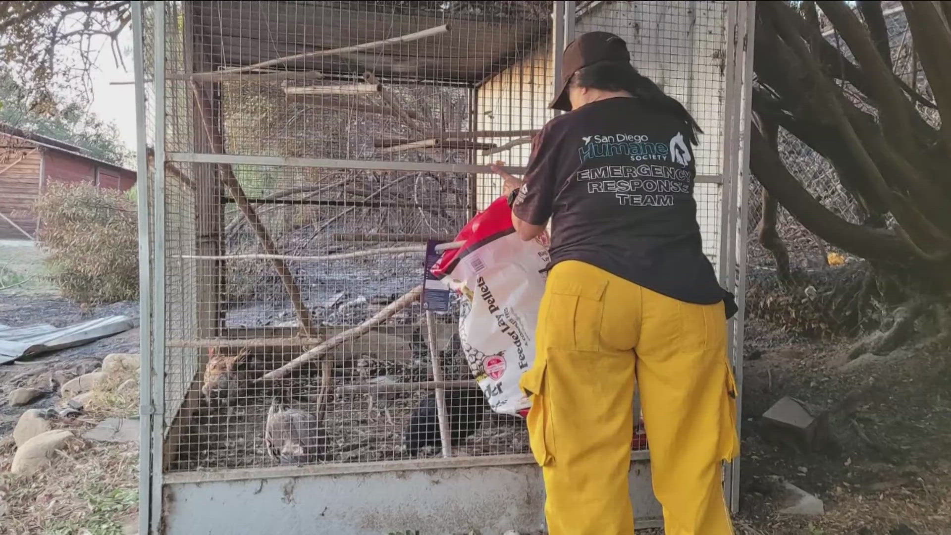 Checking in on animals in Eaton Fire zone | cbs8.com