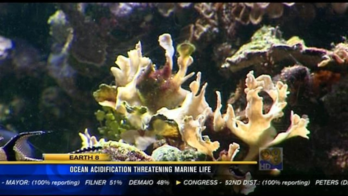 Ocean acidification threatening marine life | cbs8.com