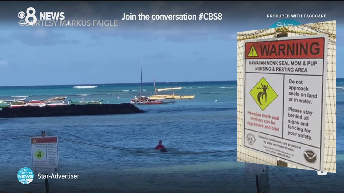 'Rocky' the Monk seal attacks swimmer in Hawaii | cbs8.com