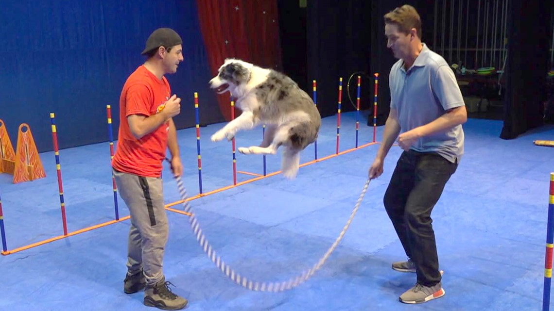 'Paw-tastic' Stunt Dog Show struts its stuff in Escondido | cbs8.com
