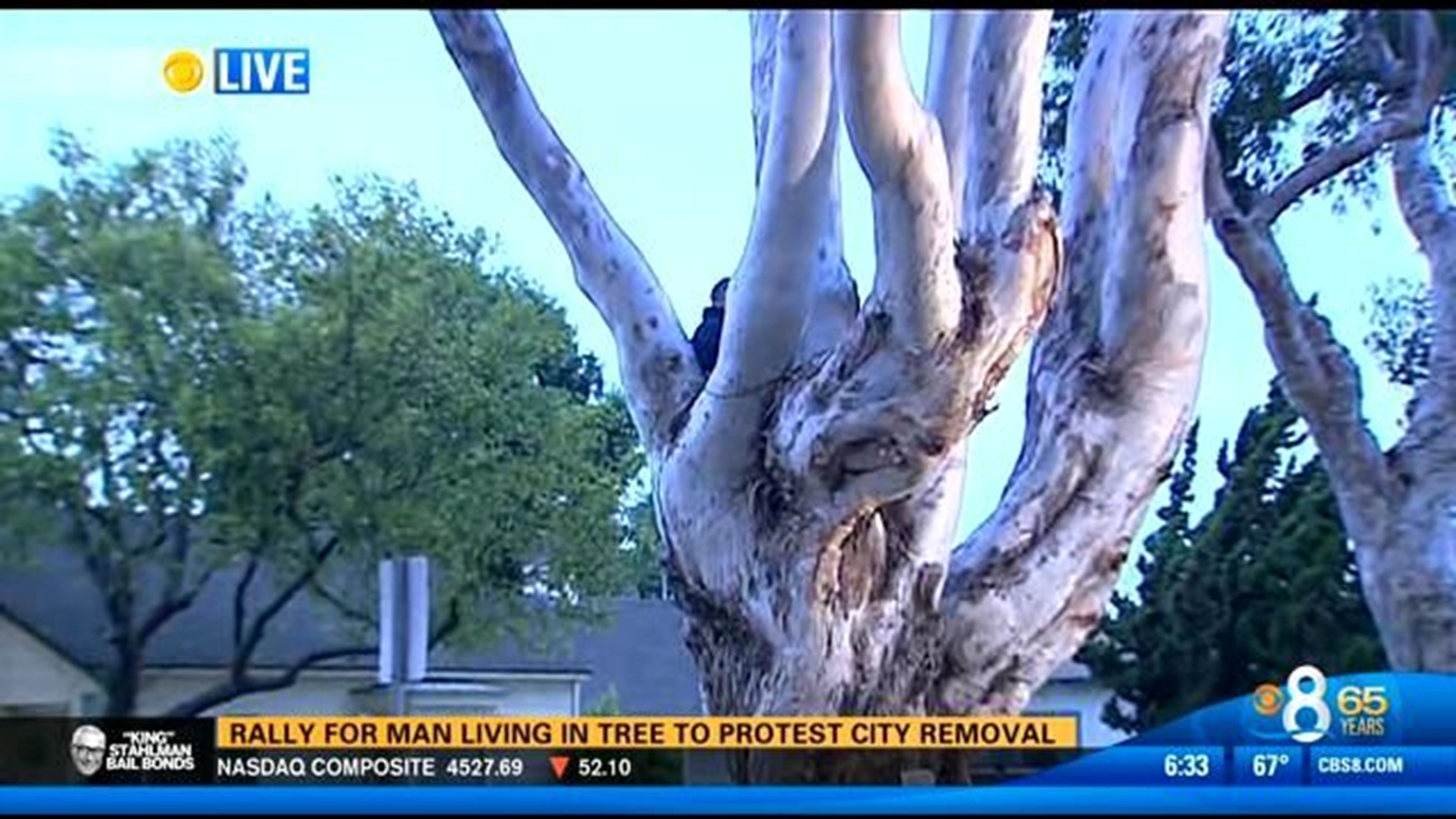 City and protesters reach temporary tree agreement | cbs8.com