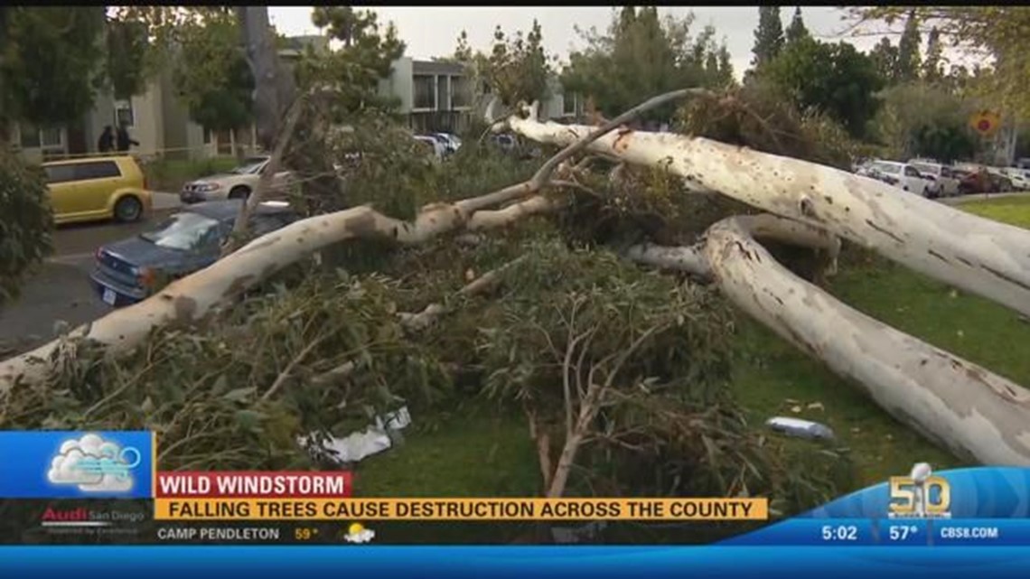 Falling trees cause destruction across San Diego County | cbs8.com