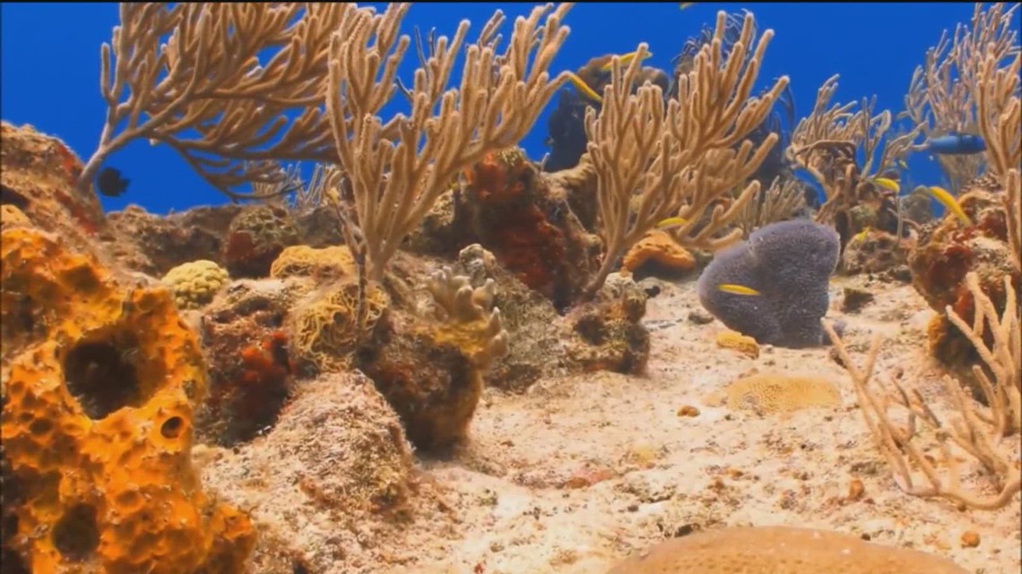 Coral Reefs showing signs of healing | cbs8.com