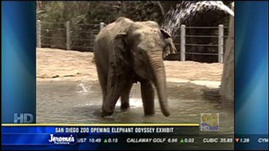 San Diego Zoo Opening Elephant Odyssey Exhibit | cbs8.com