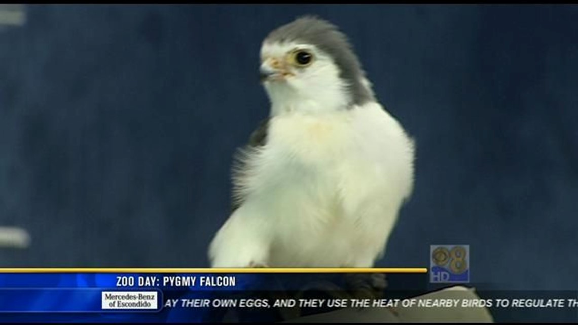 Zoo Day: Pygmy falcon | cbs8.com