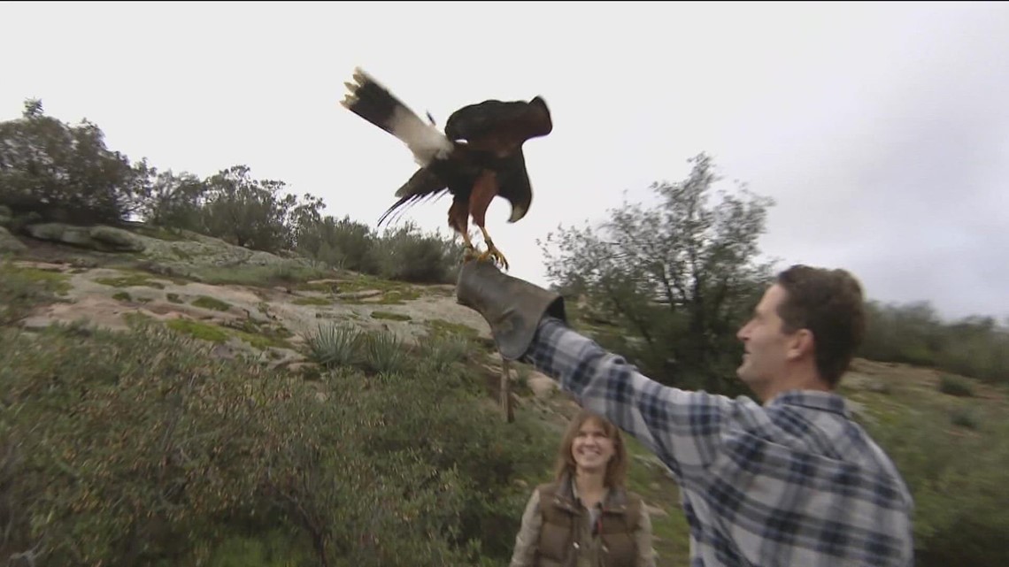 Oakley the 'Harris Hawk' requests permission to land on your arm | cbs8.com
