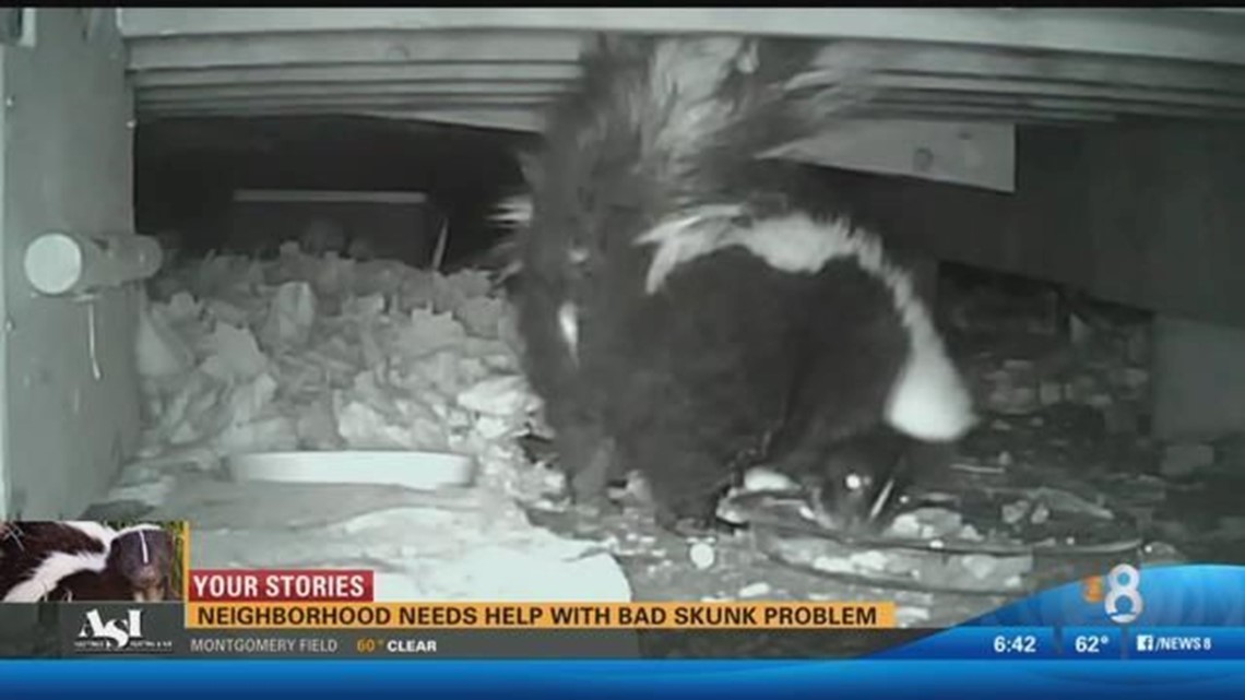Neighborhood needs help with bad skunk problem | cbs8.com