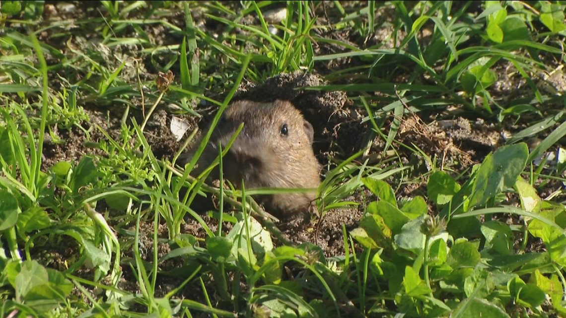 Residents concerned over gopher poison used at Ocean Beach Park | cbs8.com