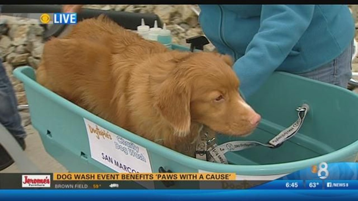 Dog wash event benefits Paws with a Cause | cbs8.com