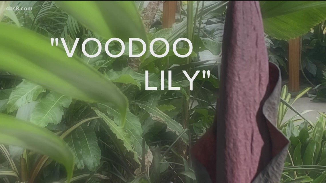 Meet the Corpse Flower's stinky little cousin, Voodoo Lily | cbs8.com