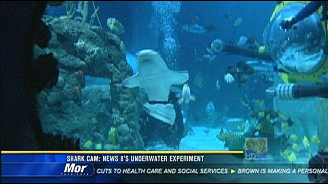 Shark cam: News 8's underwater experiment | cbs8.com