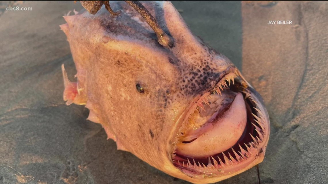 Rare anglerfish spotted on San Diego beach | cbs8.com