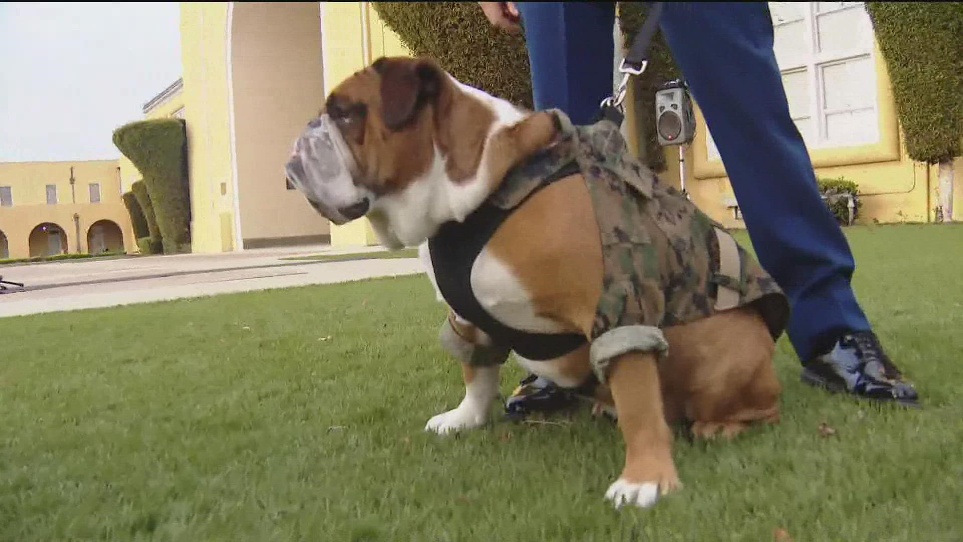 Federal watchdogs blast San Diego VA over liver study | cbs8.com