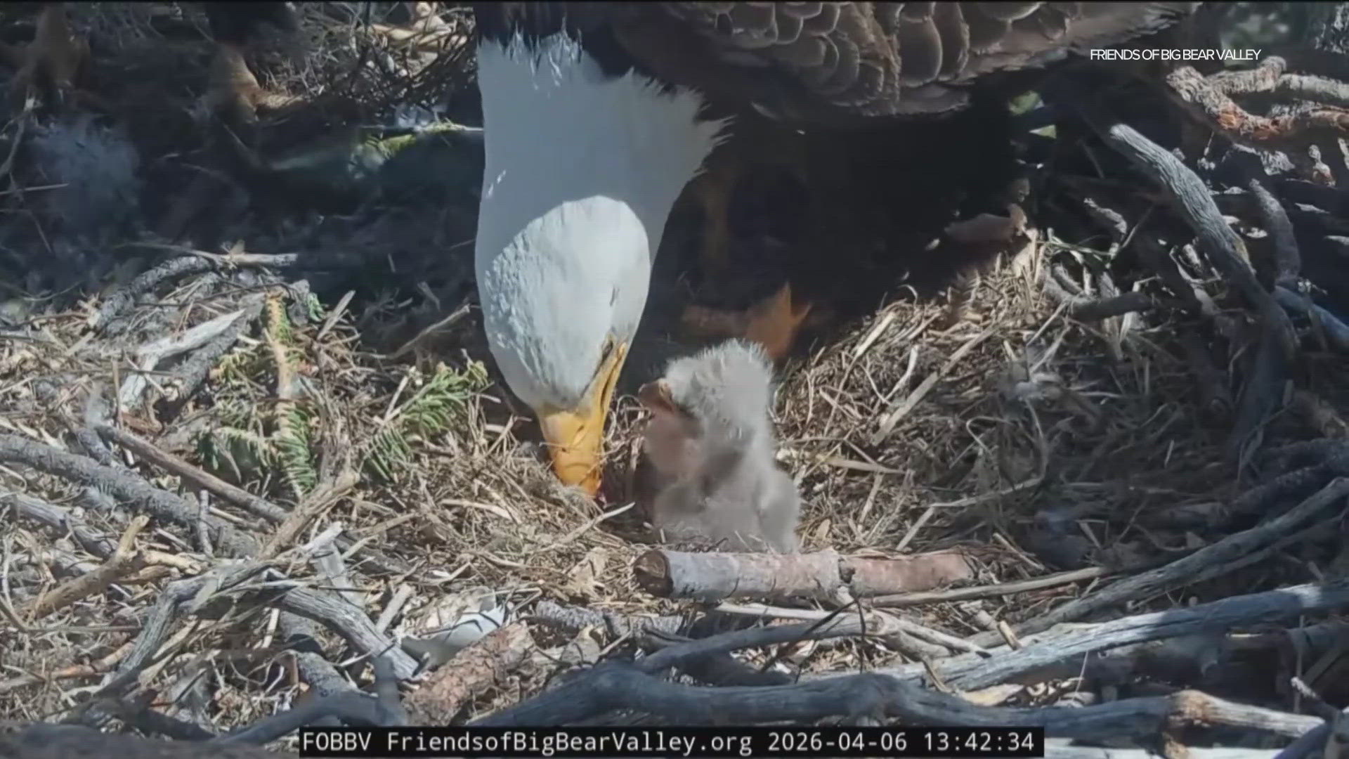 Big Bear’s celebrity bald eagle couple hatch 2 eaglets following early ...