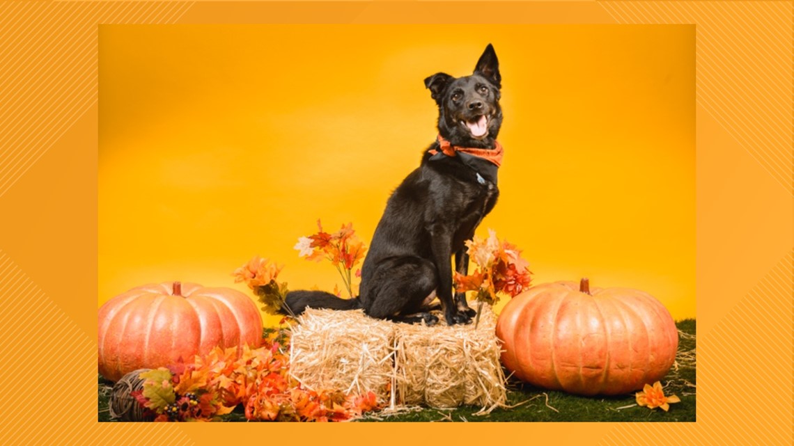 Tips for a pet-friendly Thanksgiving | cbs8.com
