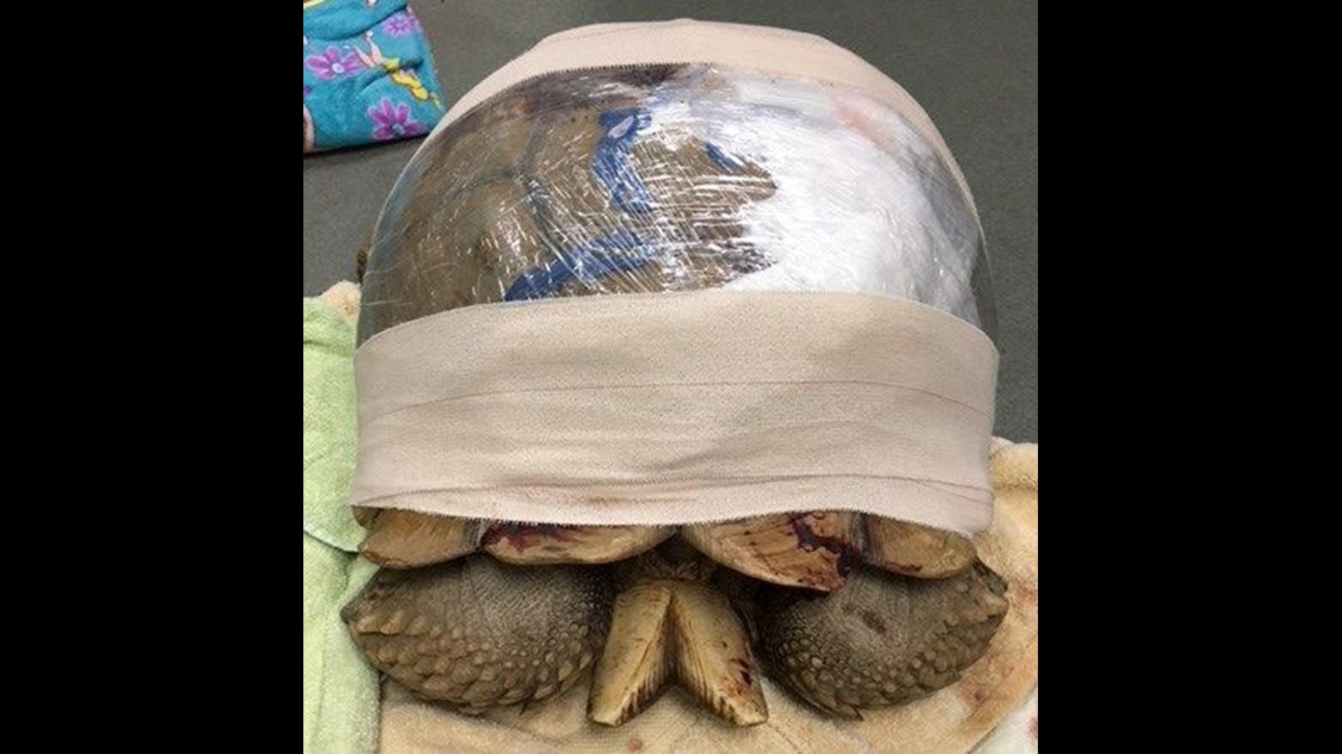 Injured tortoise's shell repaired thanks to San Diego County’s Spirit ...