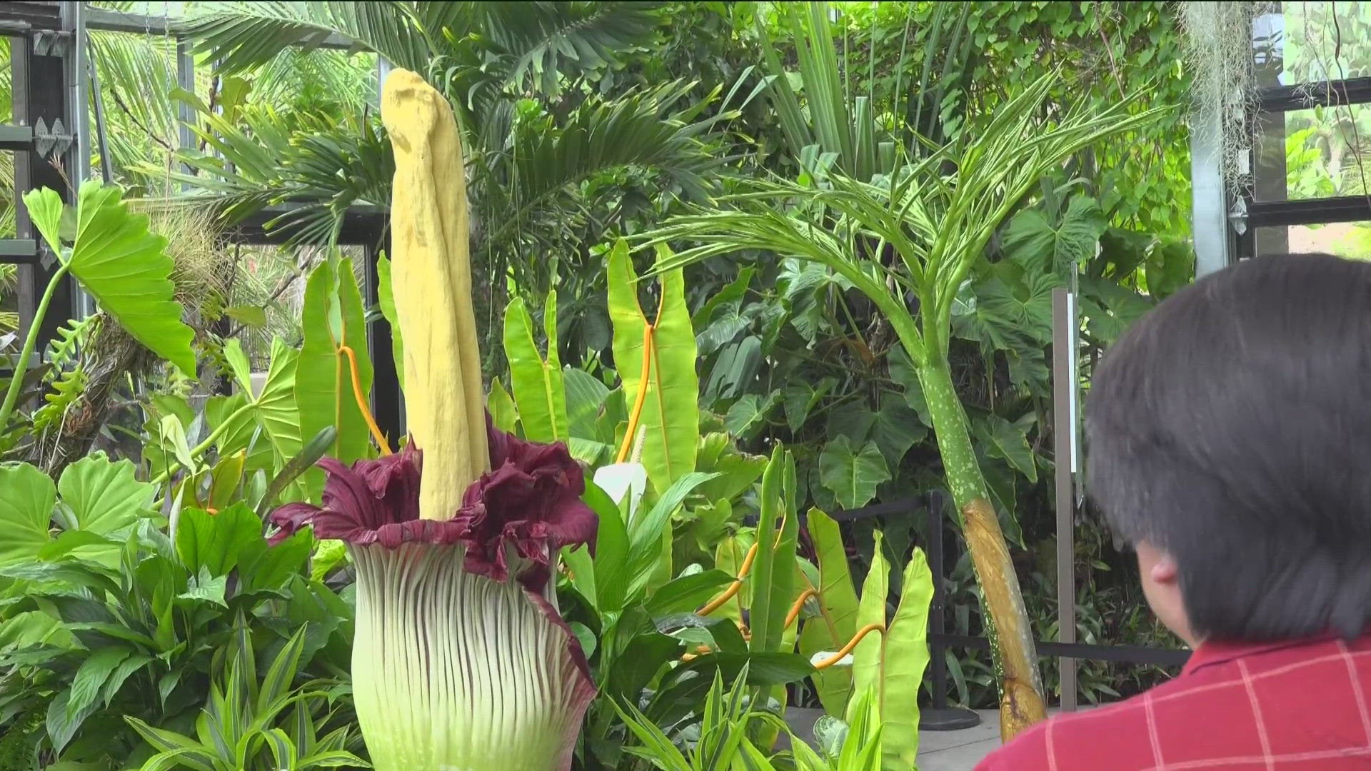 What's that smell? Rare 'corpse flower' blooms at San Diego Botanic ...
