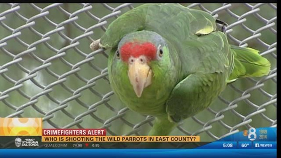 Who's shooting the wild parrots in East County? | cbs8.com