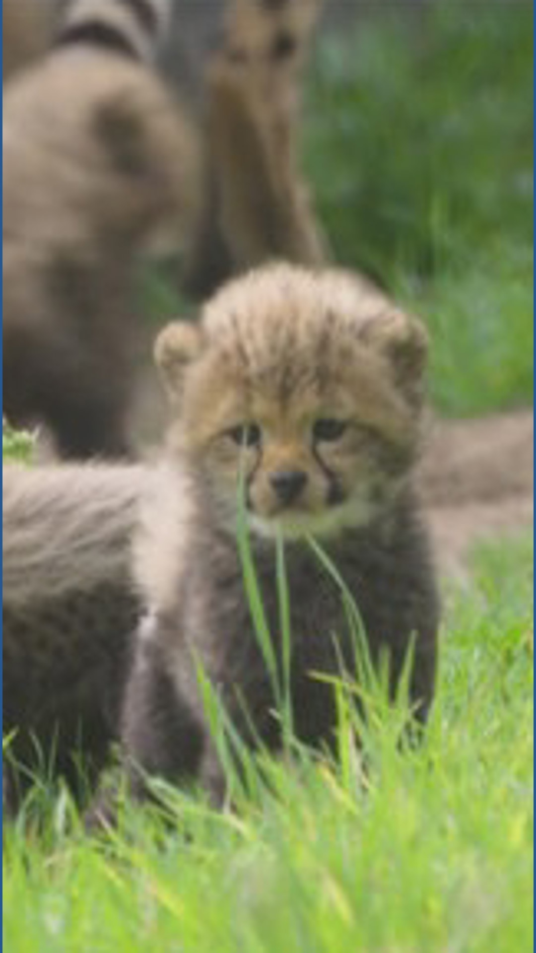 Four cheetah cubs born at San Diego Zoo Safari Park | cbs8.com