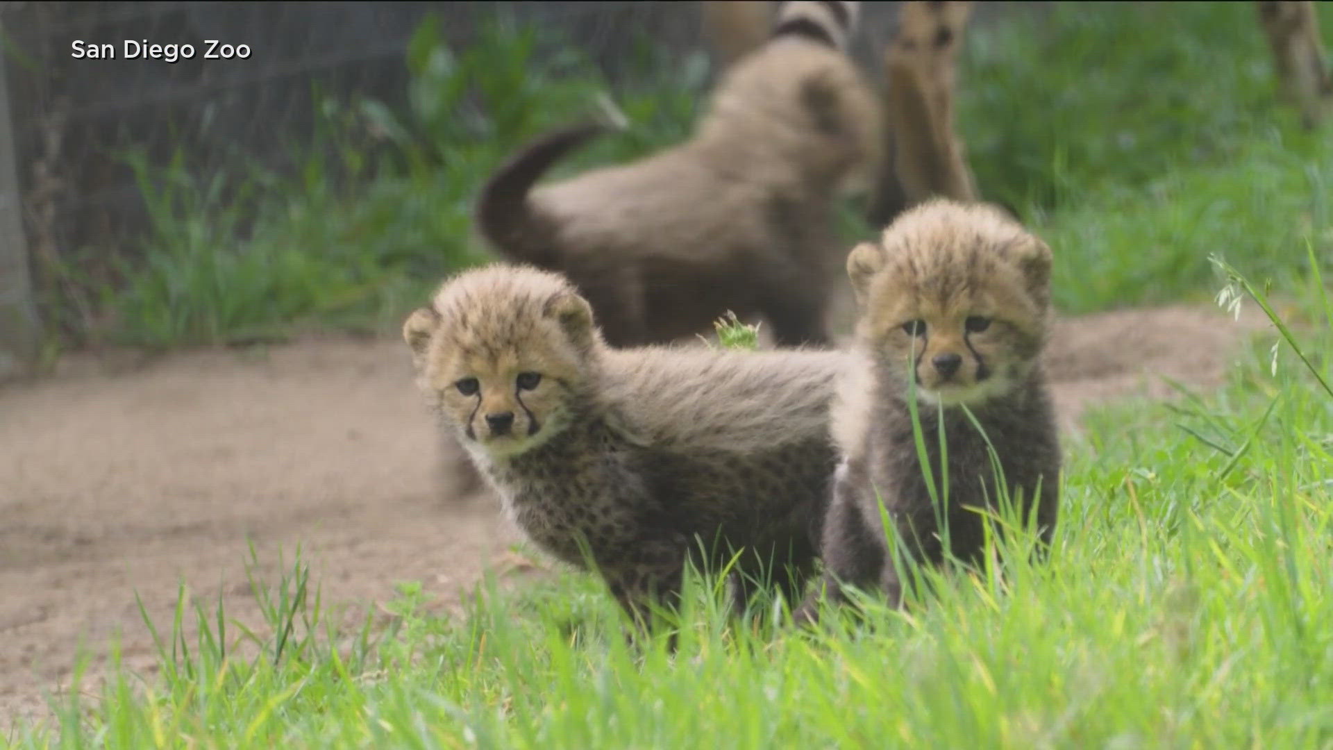 Four cheetah cubs born at San Diego Zoo Safari Park | cbs8.com