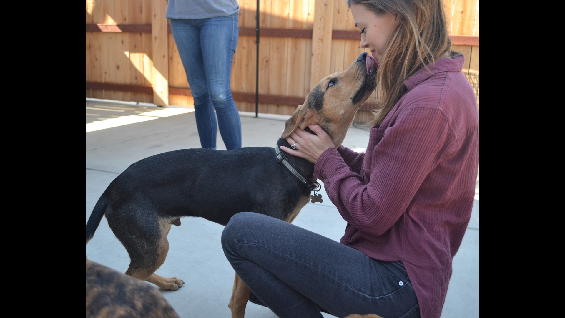 Helen Woodward Animal Center seeks foster families as it sees an influx ...