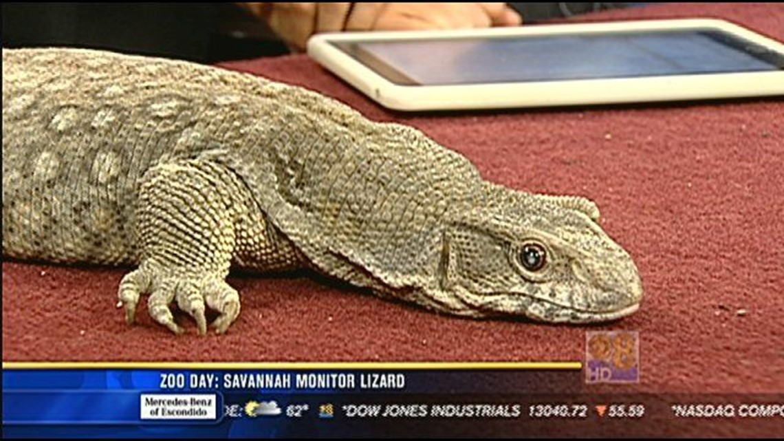 Zoo Day: Savannah monitor lizard | cbs8.com
