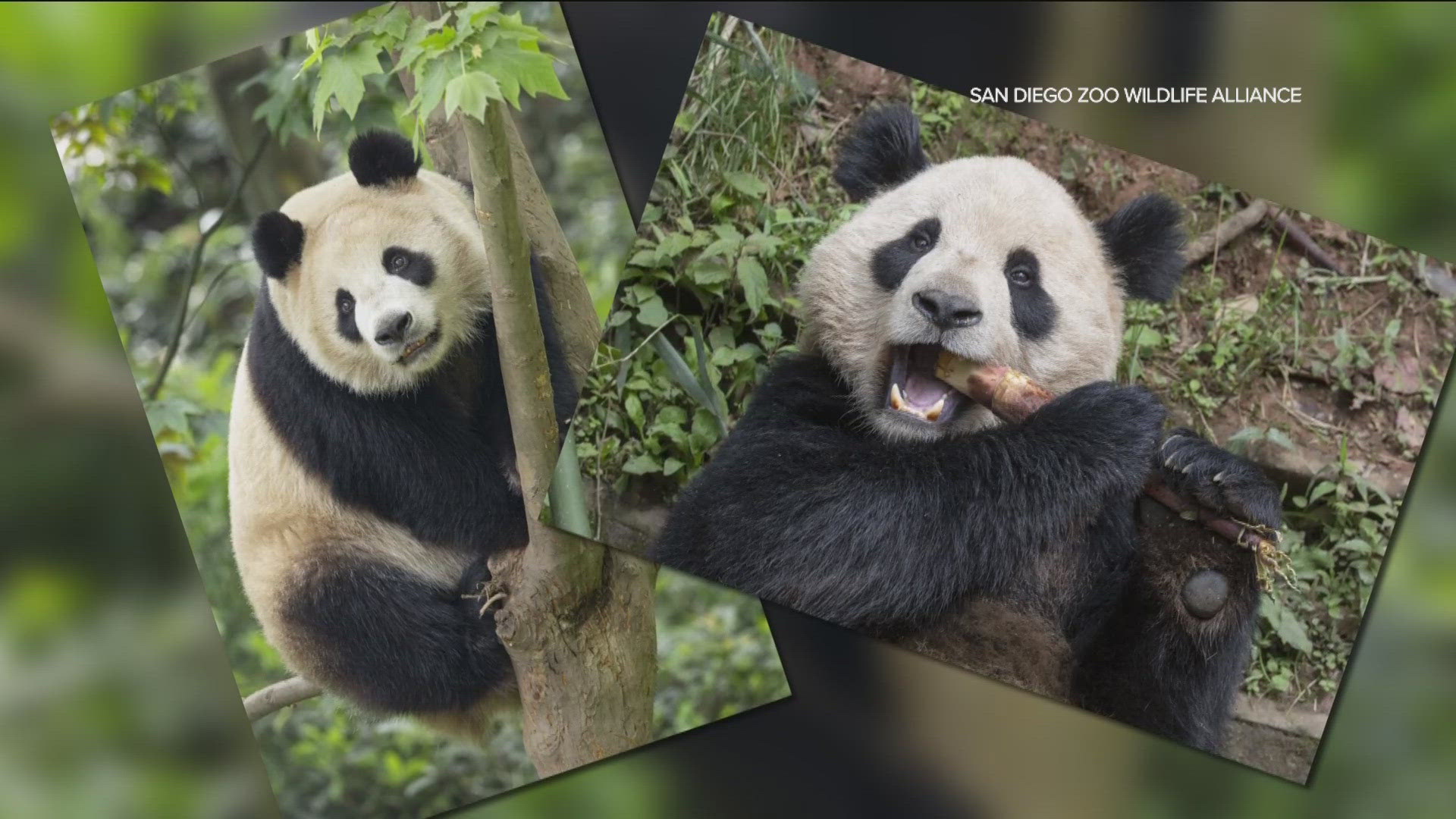 Two pandas head to San Diego County | cbs8.com