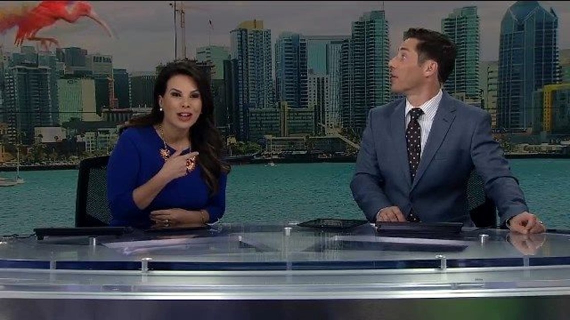 A bird on the head is worth two anchors on the desk | cbs8.com