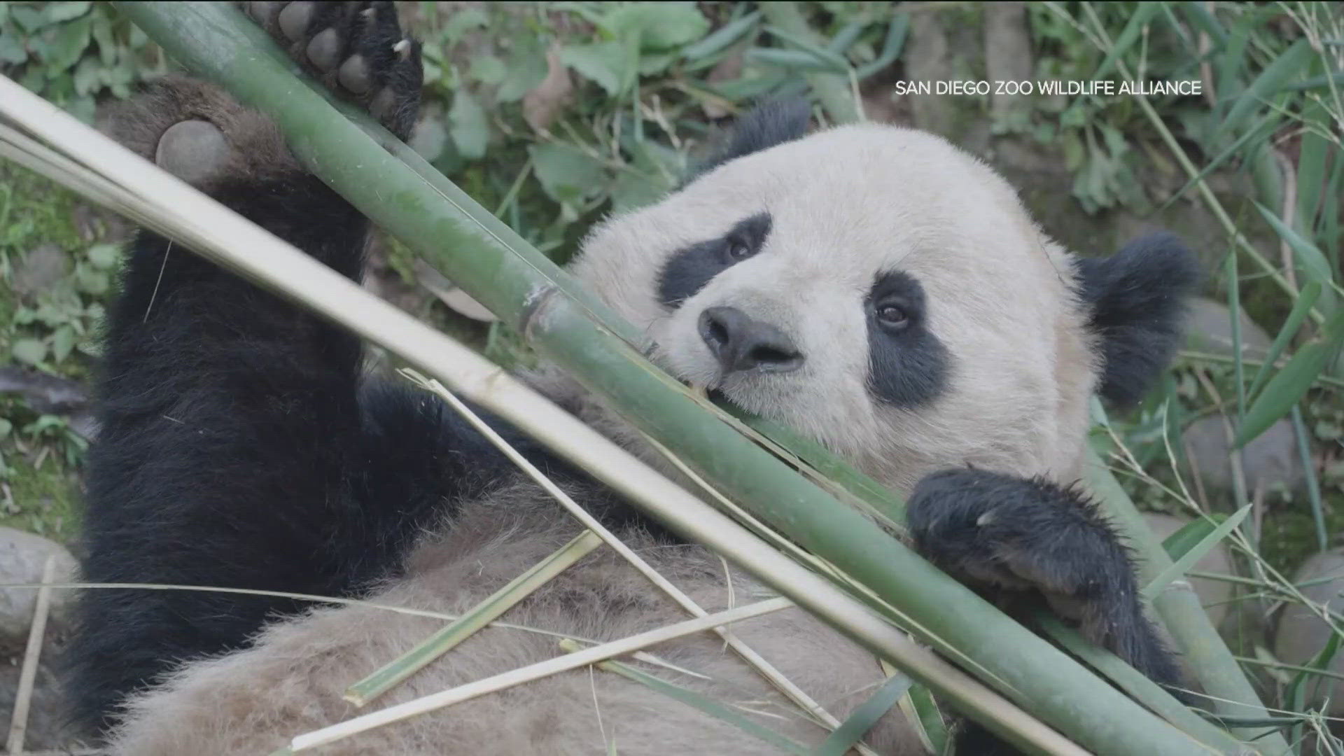 San Diego Zoo pandas thrive on specialized bamboo diet from Safari Park ...