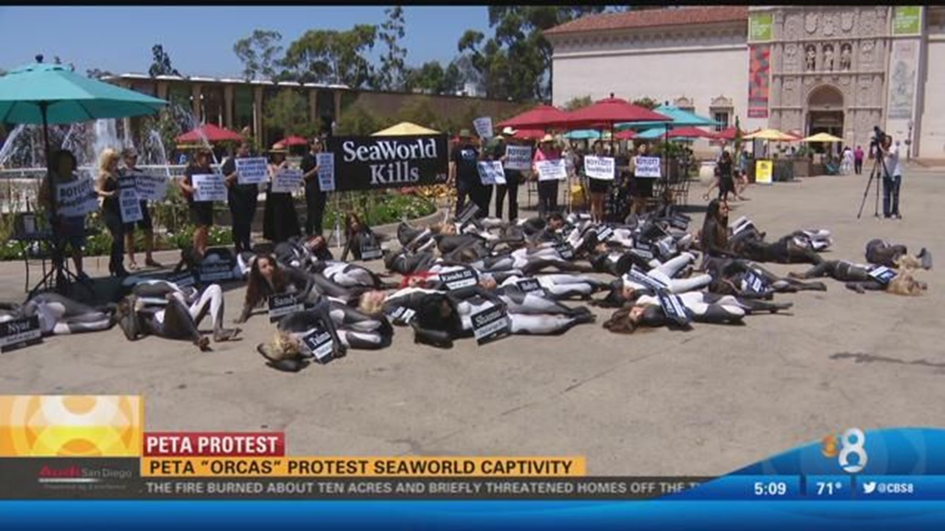 PETA Protest: "Orcas" protest captivity | cbs8.com