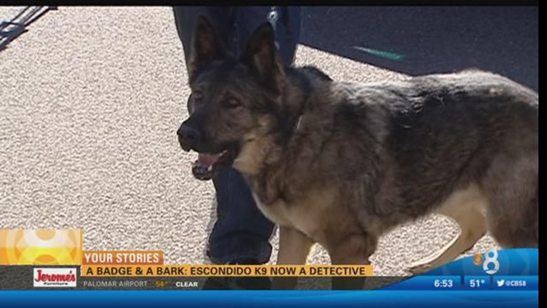 A badge and a bark: Escondido K9 now a detective | cbs8.com