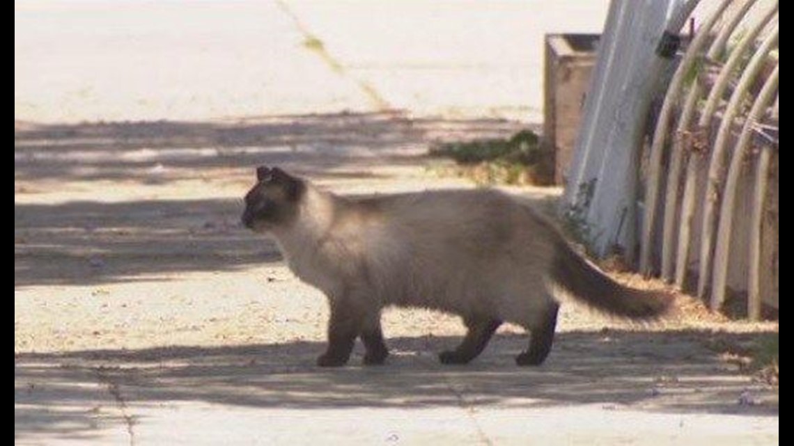 Way Too Many: Neighbors say this cat situation is out of control | cbs8.com