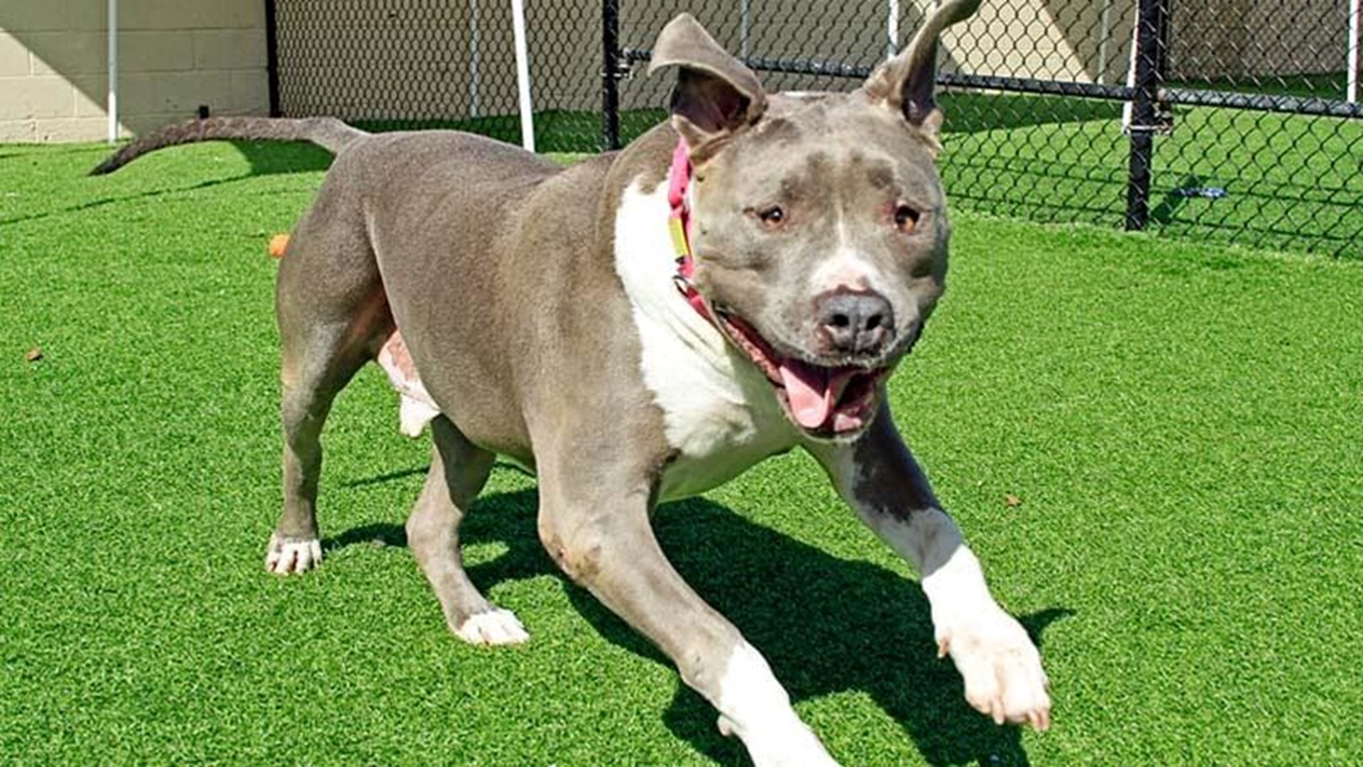 Daygo: Gentle giant recovers from sickness, now needs new home | cbs8.com